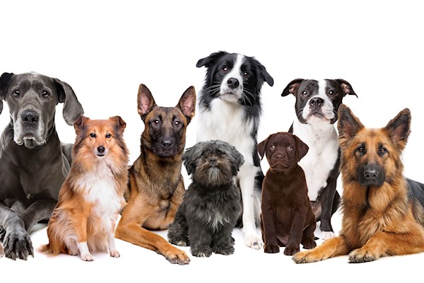 It’s a dog’s life | Audi Magazine Australia