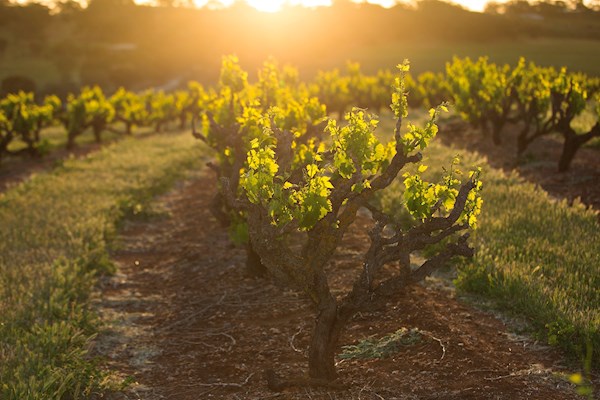 Barossa bounty | Audi Magazine Australia